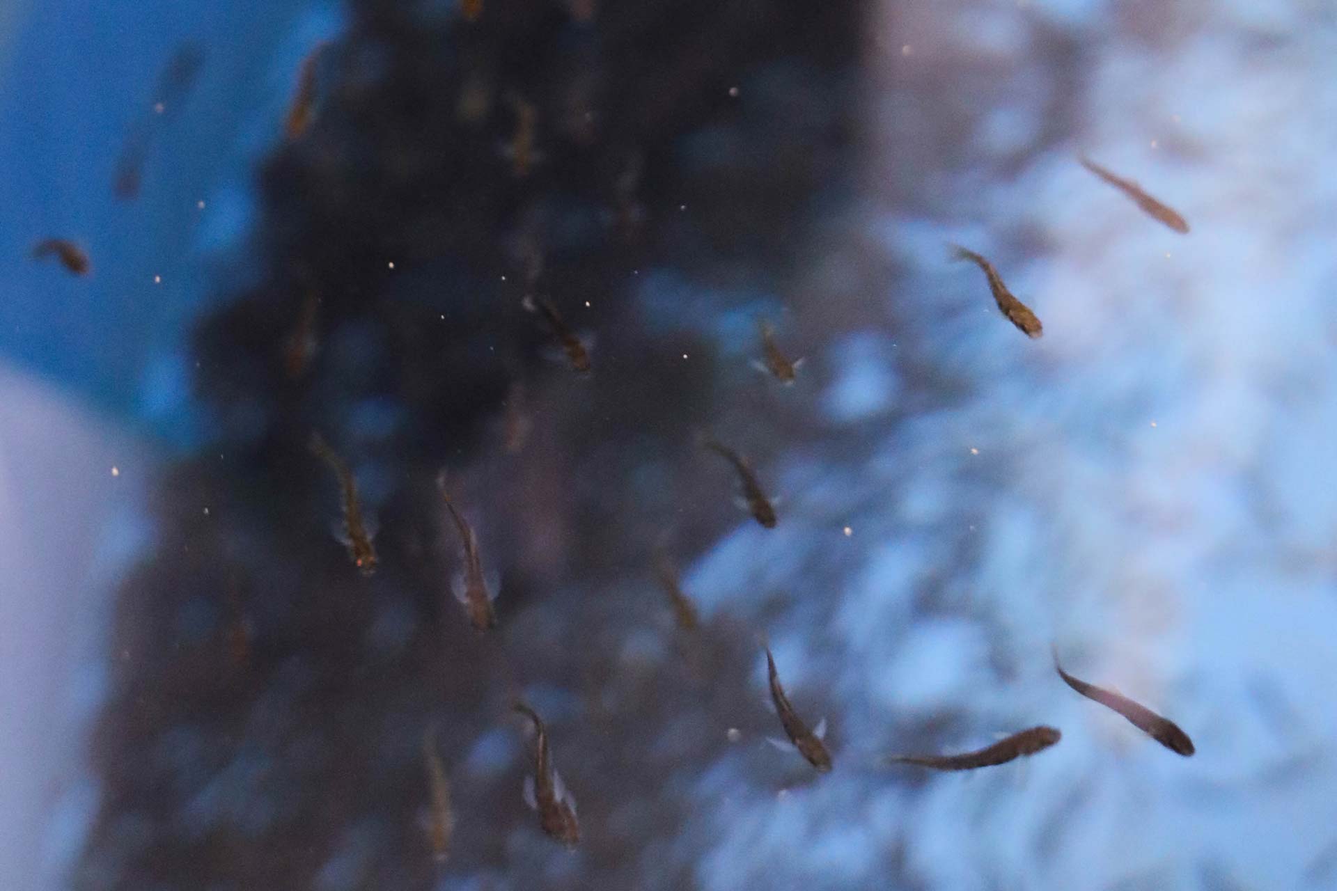 Superior Fresh - Seafood MAP