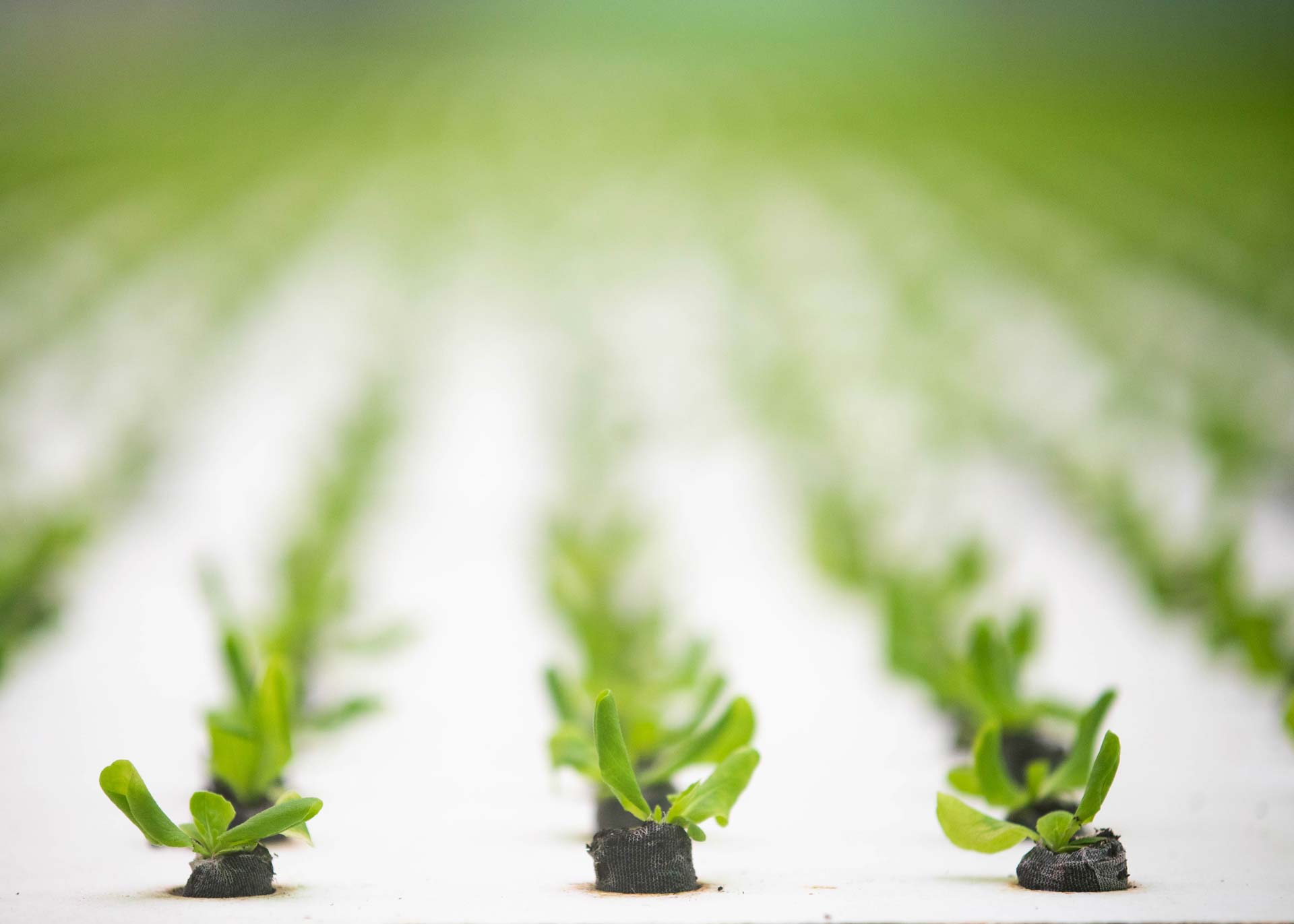 Superior Fresh - Seafood MAP