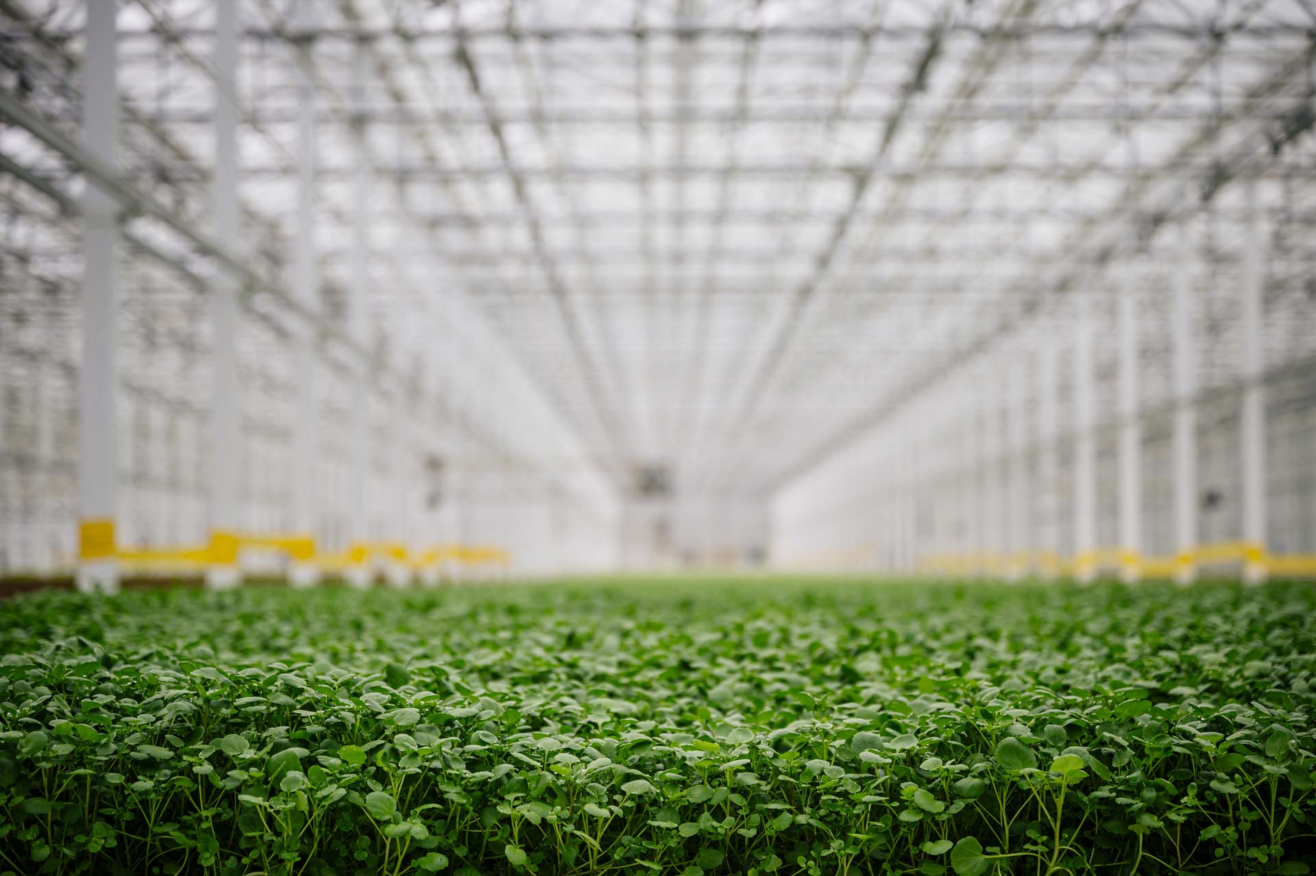 Superior Fresh - Seafood MAP